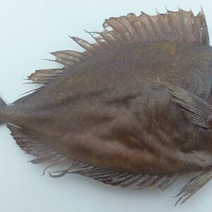 Reticulate Unicornfish Naso Reticulatus Fish Taxidermy Oddities - Etsy