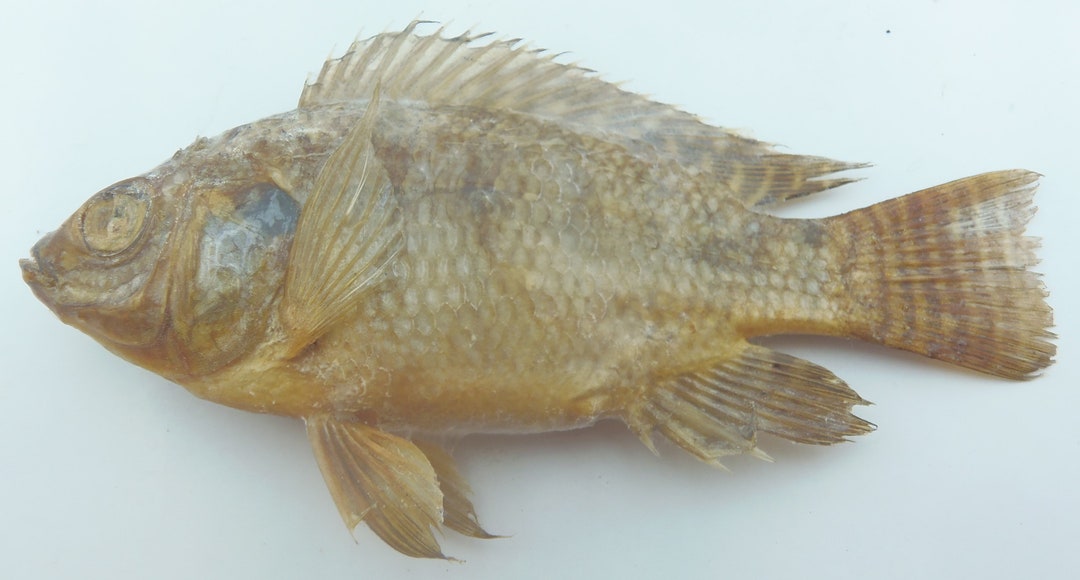Nile Tilapia Oreochromis Niloticus Fish Taxidermy Oddities - Etsy