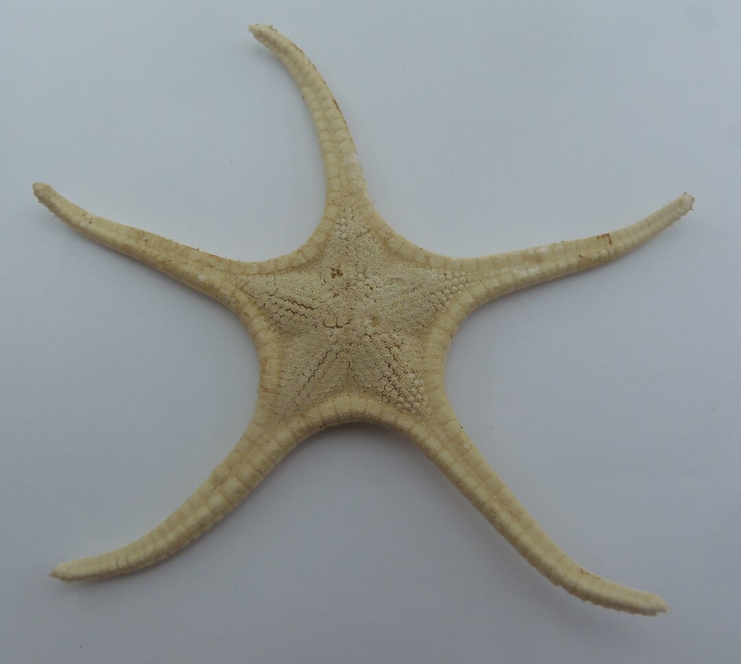 Echinoderms Icon Star Iconaster Longimanus Taxidermy Oddities - Etsy