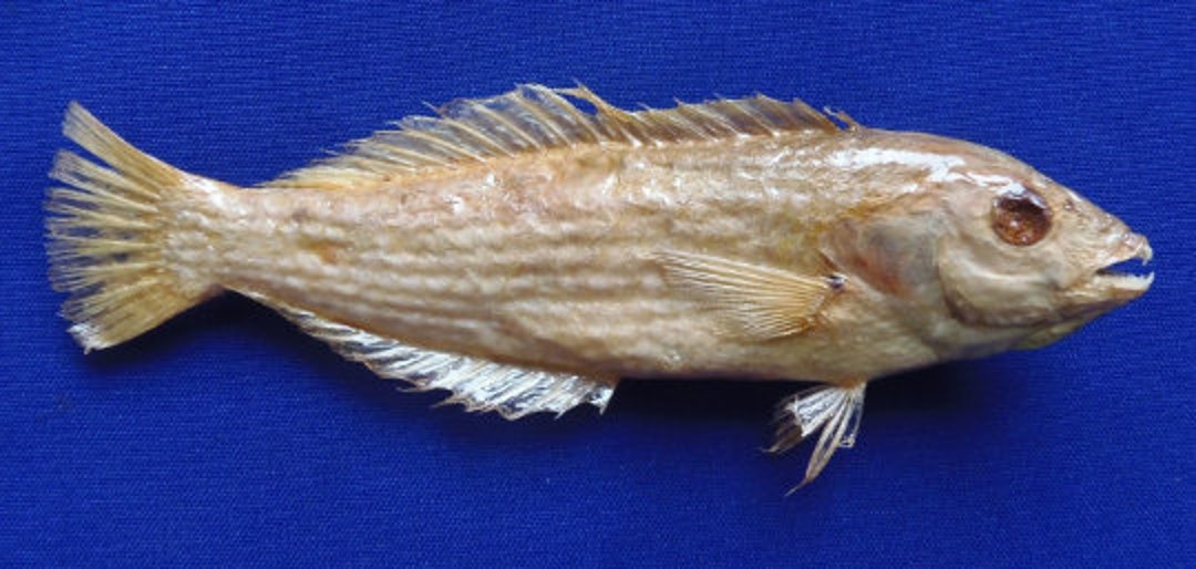 Canary Wrasse Halichoeres Chrysus Fish Taxidermy Oddities - Etsy