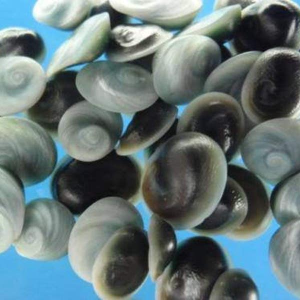 Operculum Shell - Etsy