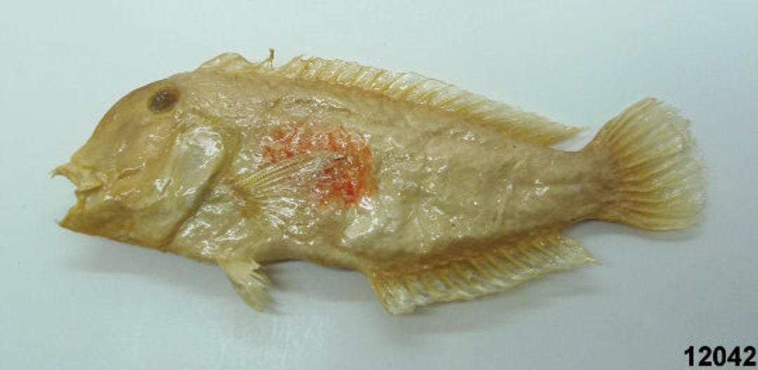 Redblotch Razorfish Iniistius Twistii Fish Taxidermy Oddities - Etsy