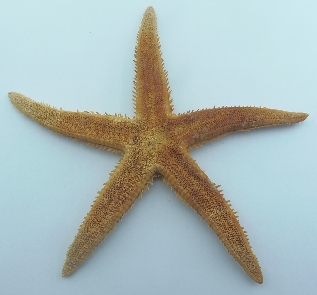 Echinoderms Sand Sea Star Archaster Angulatus Taxidermy Oddities - Etsy