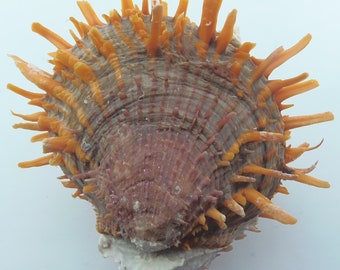Thorny Regal Oyster Shell Rough spondylus Regius 5.5 - Etsy