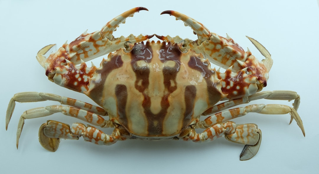 Crucifix Crab Charybdis Feriata Crab Taxidermy Oddities - Etsy