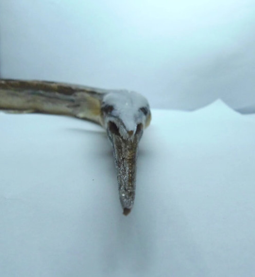 Houndfish Tylosurus Crocodilus Fish Taxidermy Oddities - Etsy