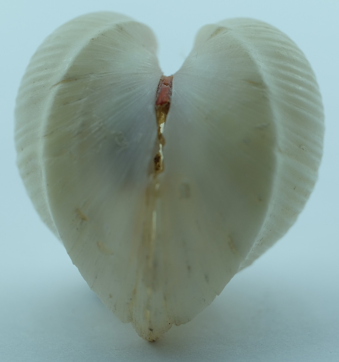 Seashells Spiral Heart Shell Meiocardia Vulgaris - Etsy