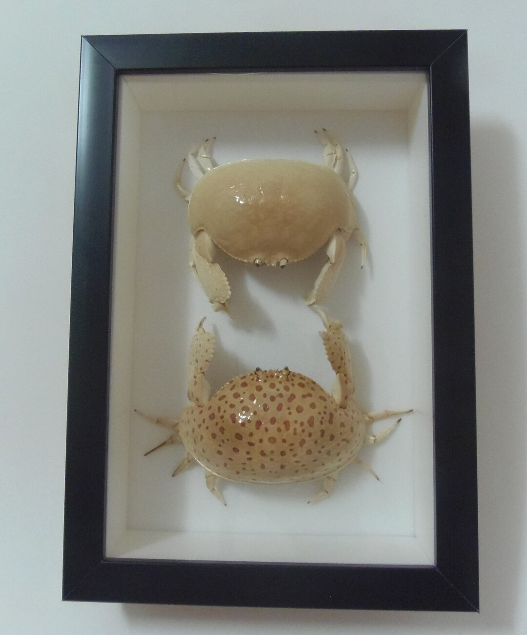 Frames Red-spotted Box Crab Calappa Calappa Taxidermy Oddities Curios ...