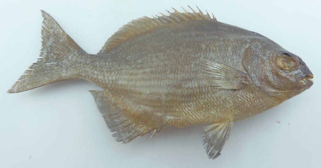 Brassy Chub Kyphosus Vaigiensis Fish Taxidermy Oddities - Etsy