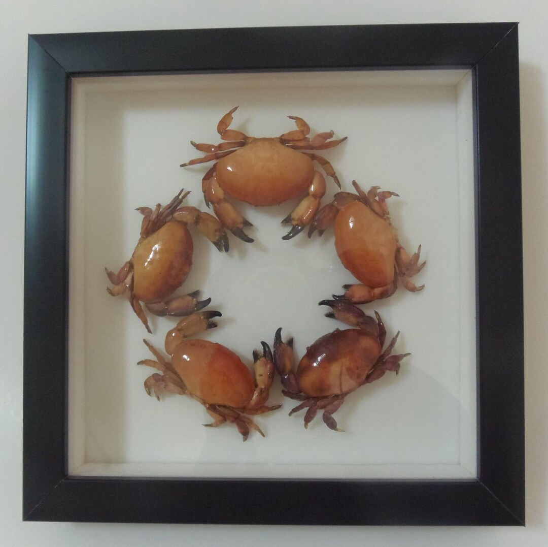 Frames Bashful Crab Atergatis Integerrimus Taxidermy Oddities Curios - Etsy