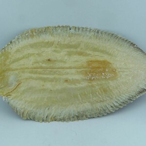 White Margined Sole Synaptura Marginata Fish Taxidermy Oddities - Etsy