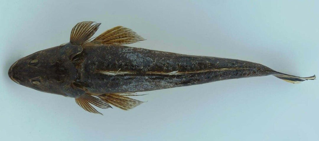 Bartail Flathead Platycephalus Indicus Fish Taxidermy Oddities - Etsy