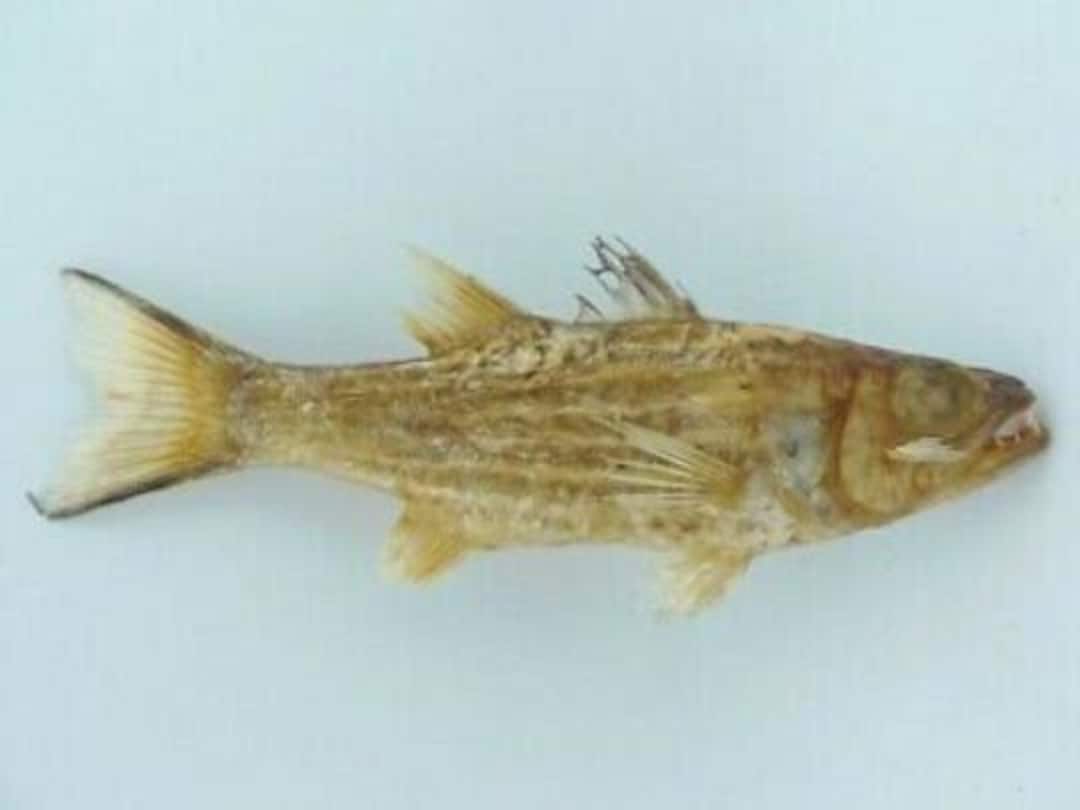 Meteor Perch Liopropoma Susumi Fish Taxidermy Oddities - Etsy