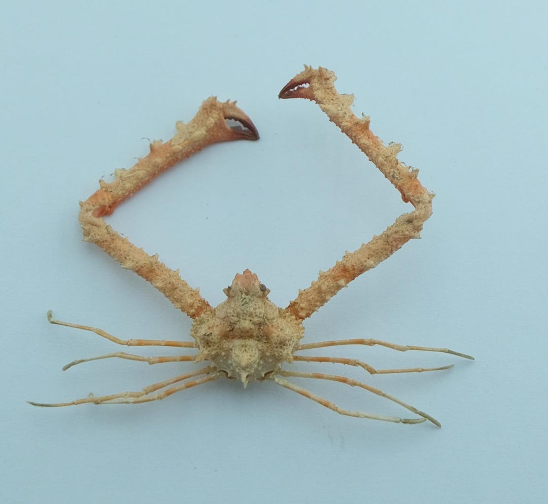 Crab Parthenope Cybelis Crab Taxidermy Oddities - Etsy