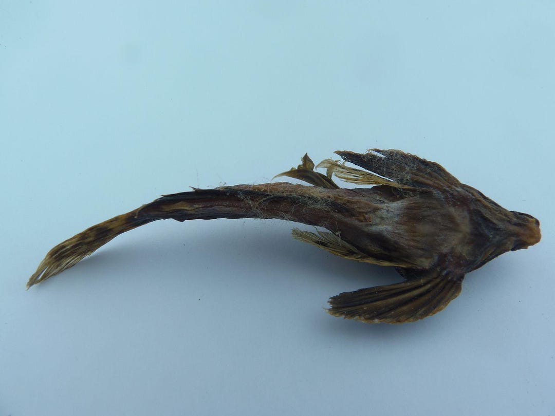 Kuiter's Dragonet Dactylopus Kuiteri Fish Taxidermy Oddities - Etsy