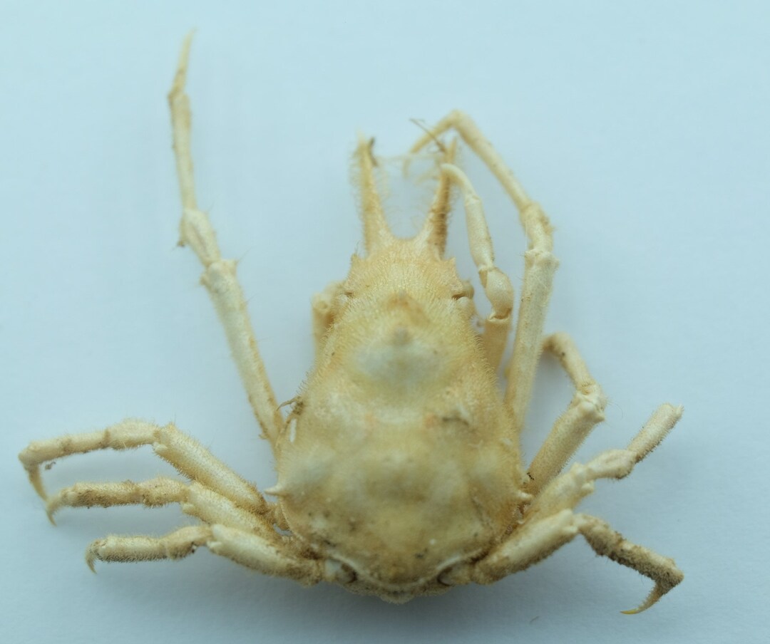 Spider Crab Hyastenus Elongatus Crab Taxidermy Oddities - Etsy