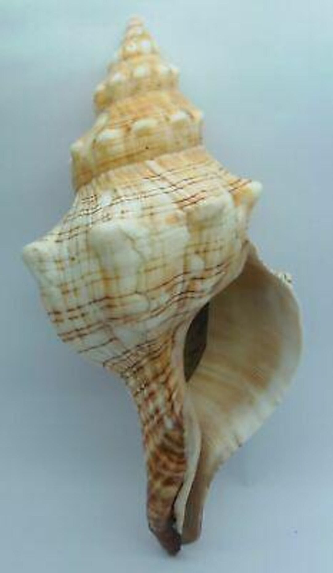 Seashells Striped Fox Conch Pleuroploca Trapezium - Etsy