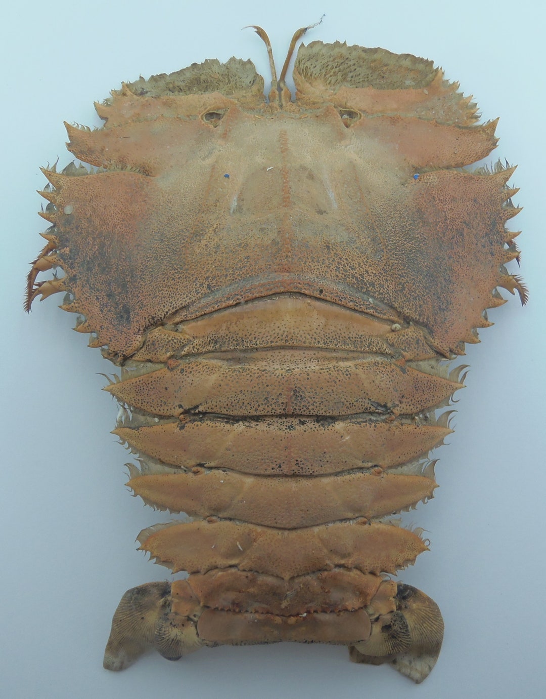 Butterfly Fan Lobster Ibacus Peronii Crab Taxidermy Oddities - Etsy