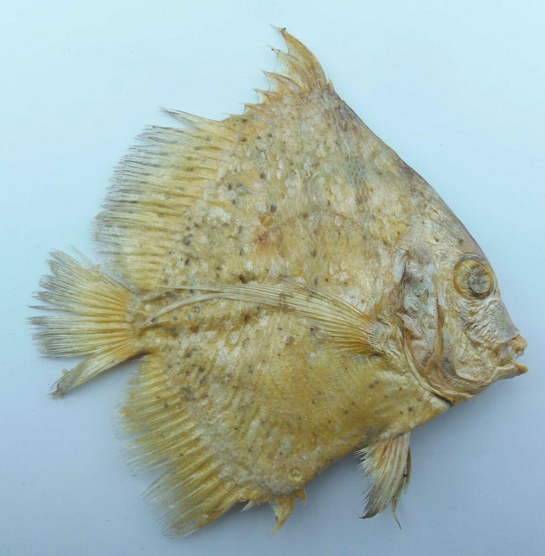 Spotted Sicklefish Drepane Punctata Fish Taxidermy Oddities - Etsy