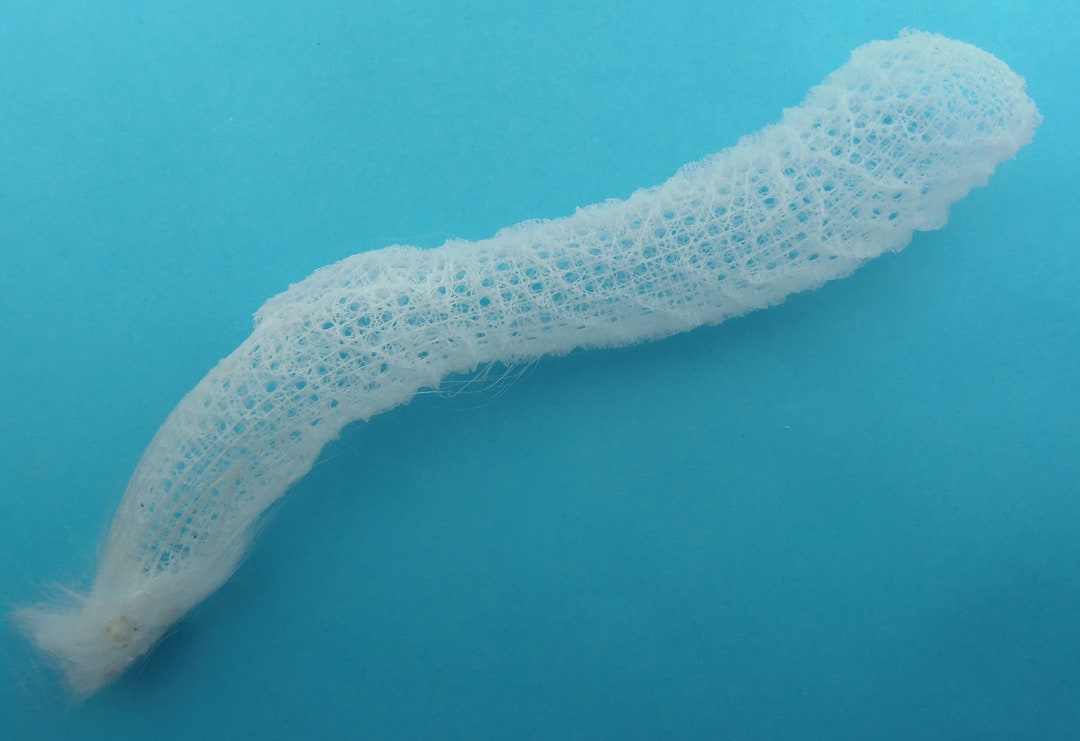 Venus Flower Basket Euplectella Aspergillum Oddities Taxidermy - Etsy ...