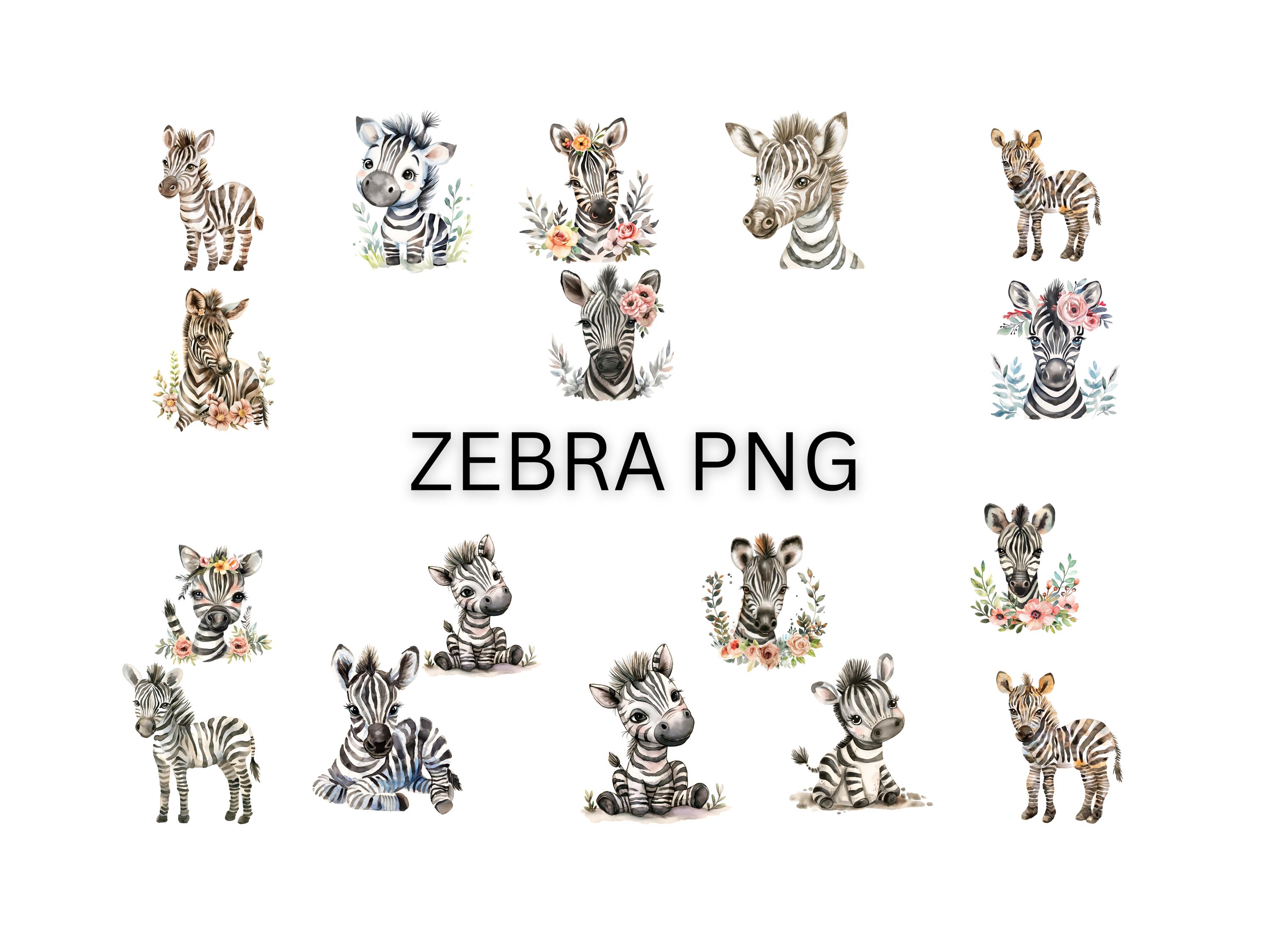 Cute Little Baby Zebra Watercolor Clipart Jungle Animal Baby Shower Png ...