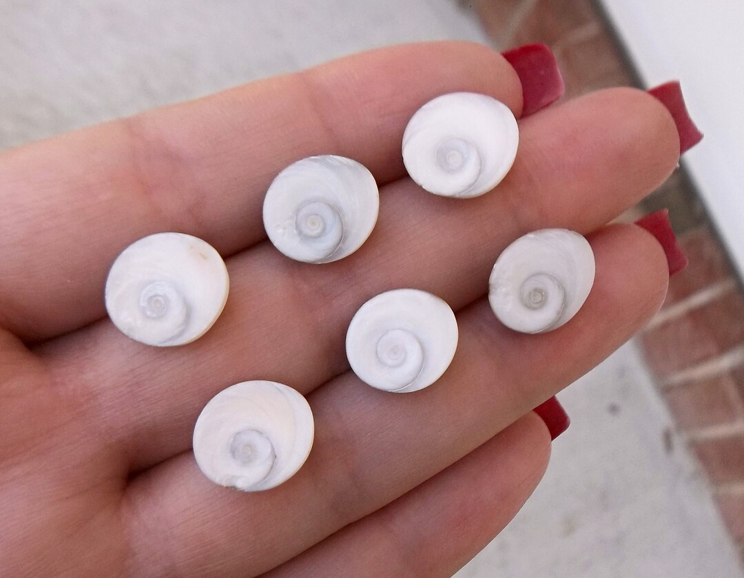 Real Natural White Unique Swirl Circle Shell Seashell Ocean Beach ...