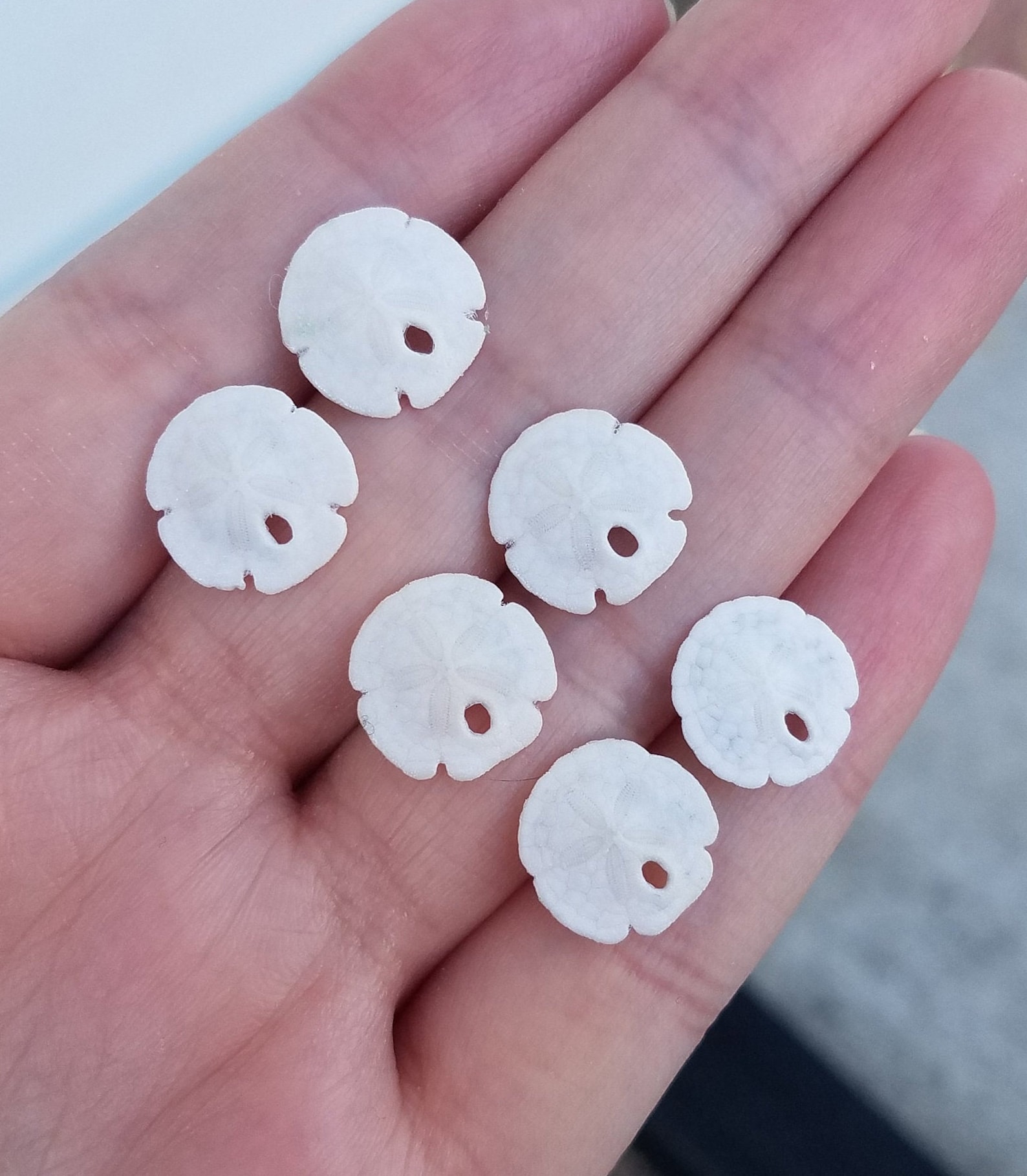 Real Natural White Sand Dollar Coin Fossil Star Florida Island Beach ...