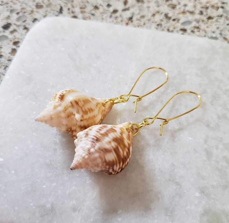 Real Natural Tan Fighting Conch Florida Shell Seashell Horn - Etsy