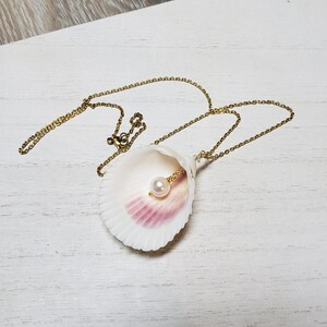 Real Natural Yellow Pink Clam Shell Seashell Scallop Florida - Etsy