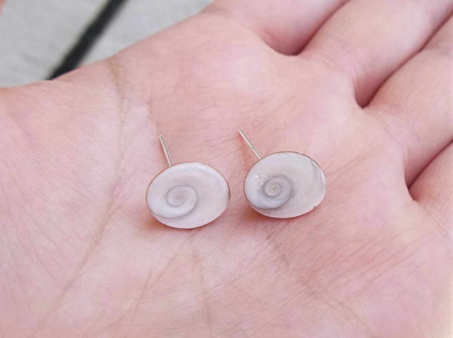 Real Natural White Unique Swirl Circle Shell Seashell Ocean | Etsy