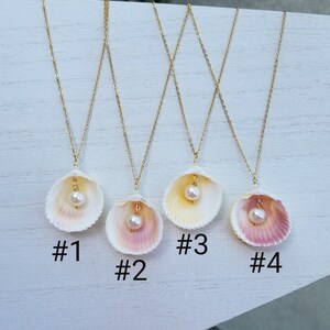 Real Natural Yellow Pink Clam Shell Seashell Scallop Florida | Etsy