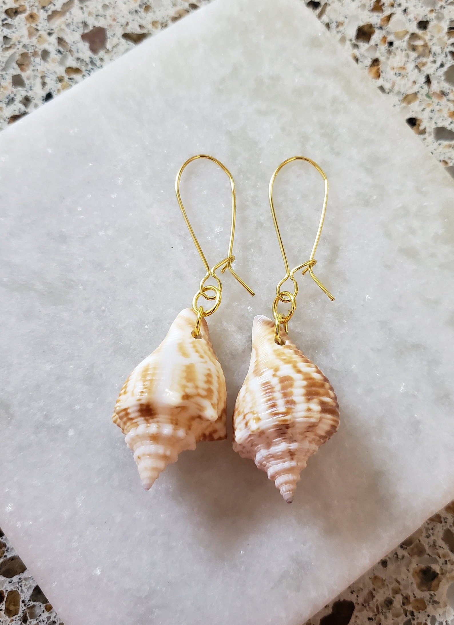 Real Natural Tan Fighting Conch Florida Shell Seashell Horn | Etsy