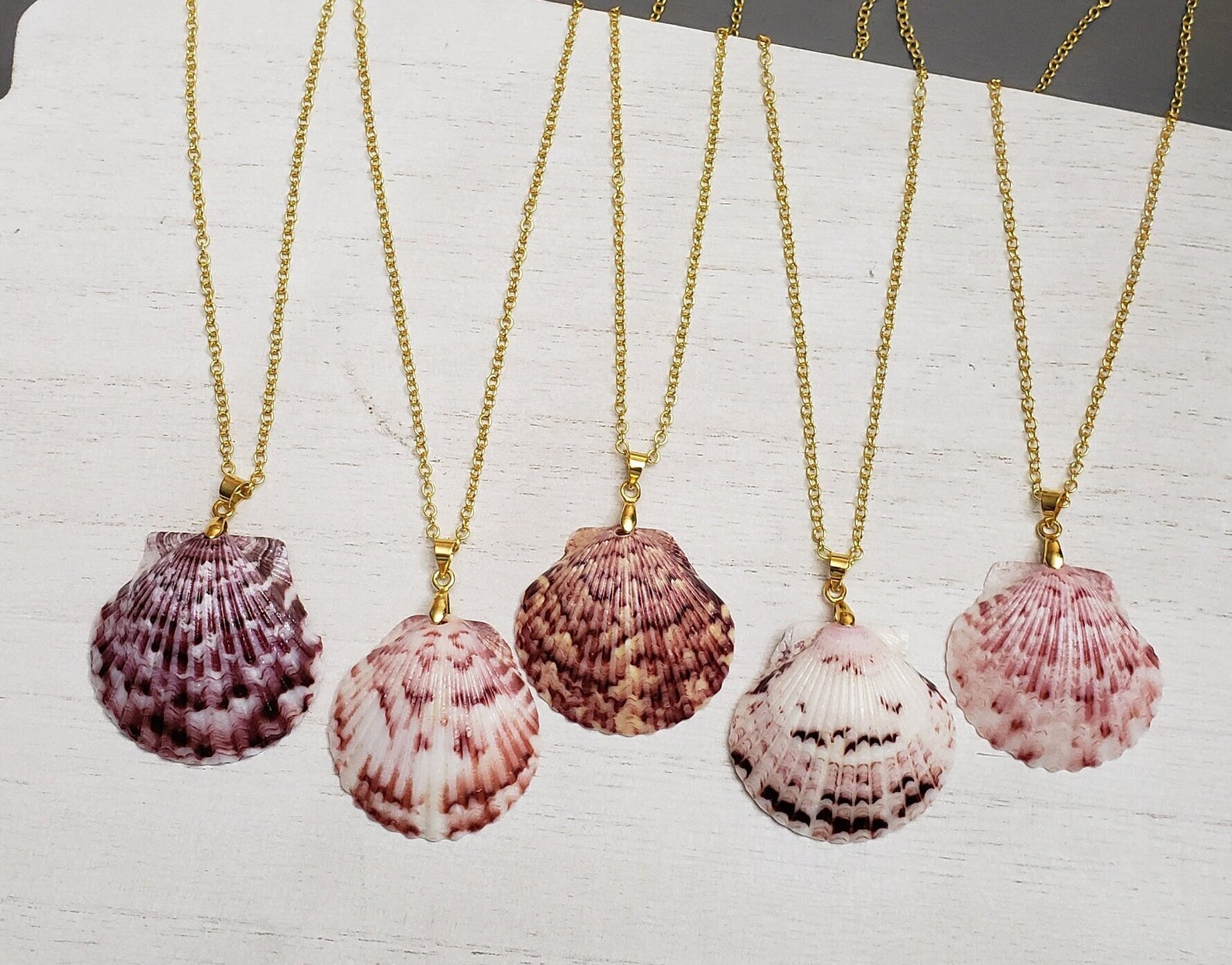 Real Natural Vibrant Florida Scallop Shell Seashell Island - Etsy