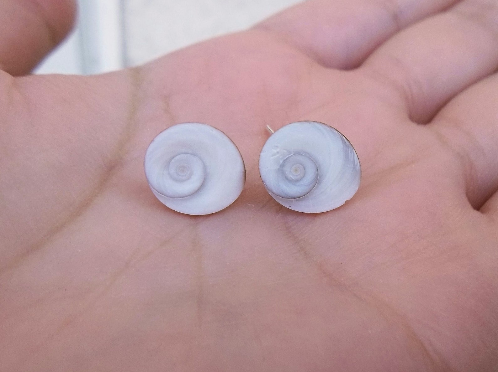 Real Natural White Unique Swirl Circle Shell Seashell Ocean | Etsy