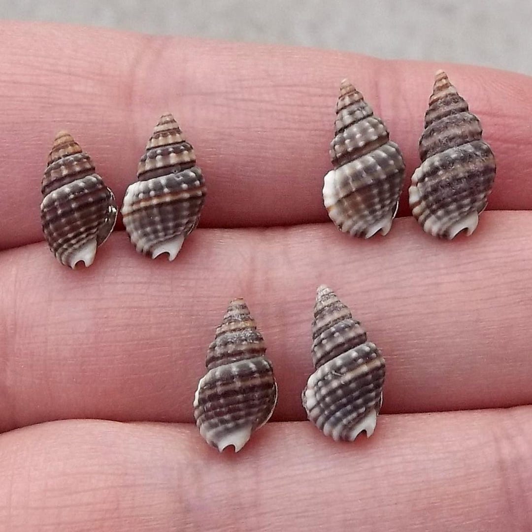 Real Natural Small Brown Conch Shell Seashell Ocean Beach Island ...