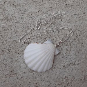 Real Natural White Scallop Seashell Shell Mermaid Ocean Beach Summer ...
