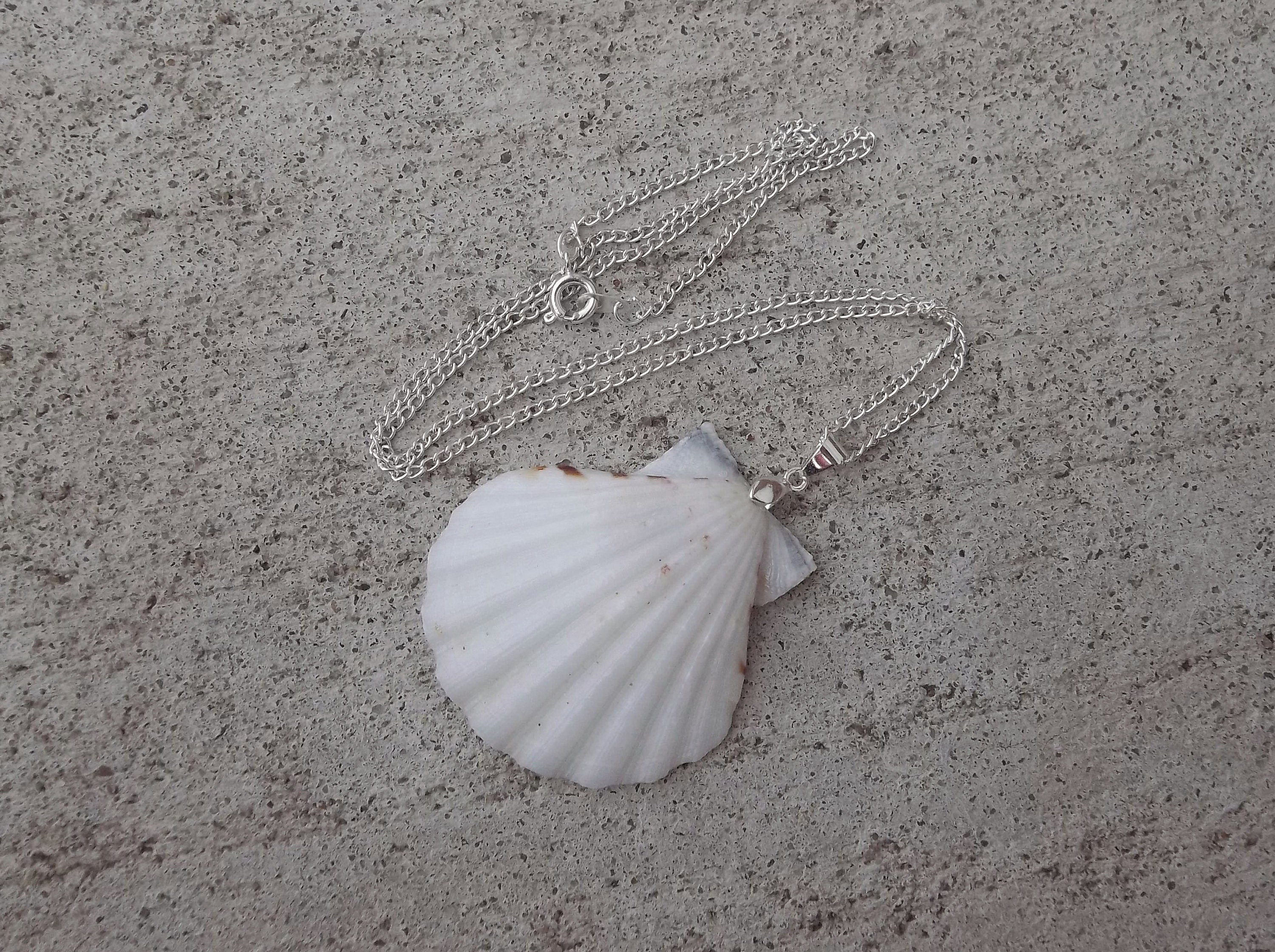 Real Natural White Scallop Seashell Shell Mermaid Ocean Beach | Etsy