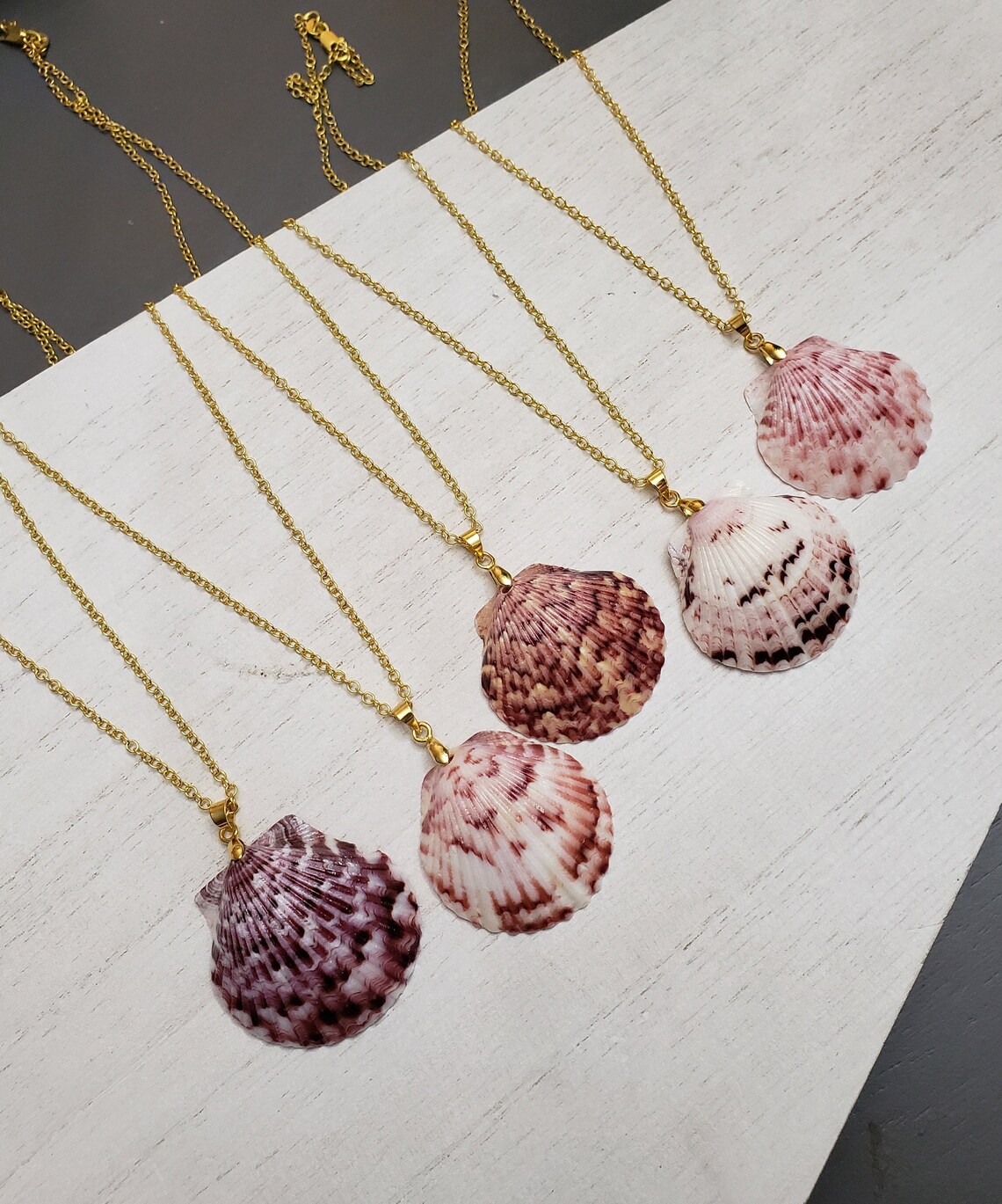 Real Natural Vibrant Florida Scallop Shell Seashell Island - Etsy