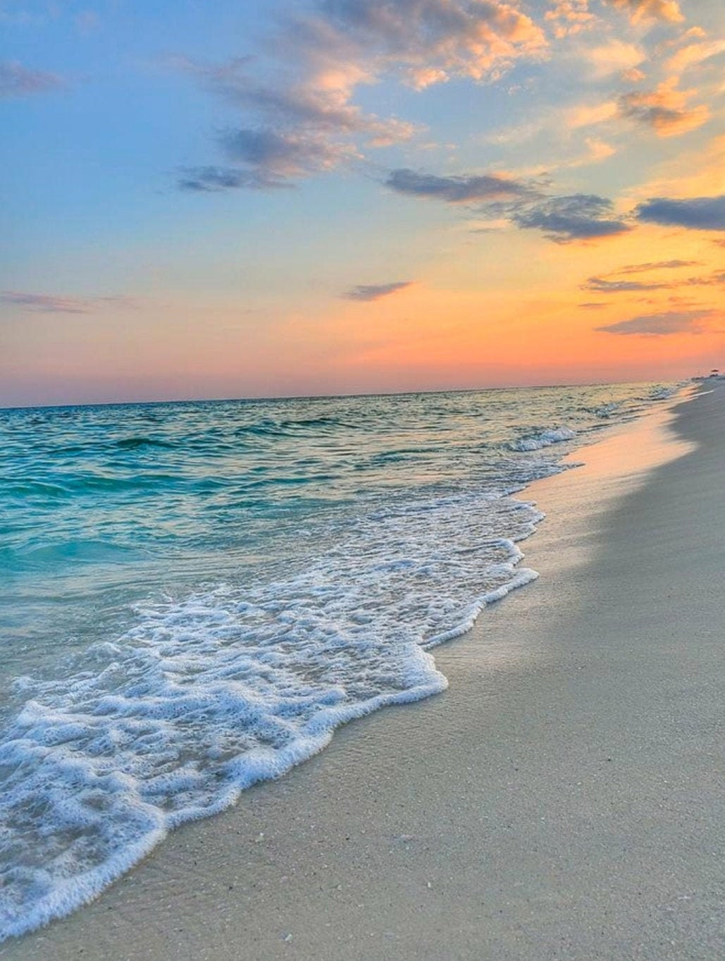 Real Natural Brown Sundial Shell Seashell Sun Dial Florida | Etsy