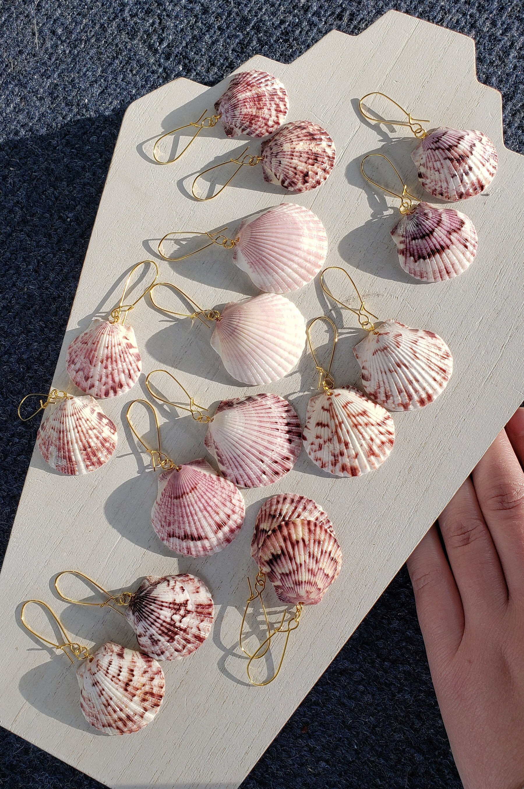 Real Natural Calico Pink Purple Florida Seashell Shell Scallop - Etsy