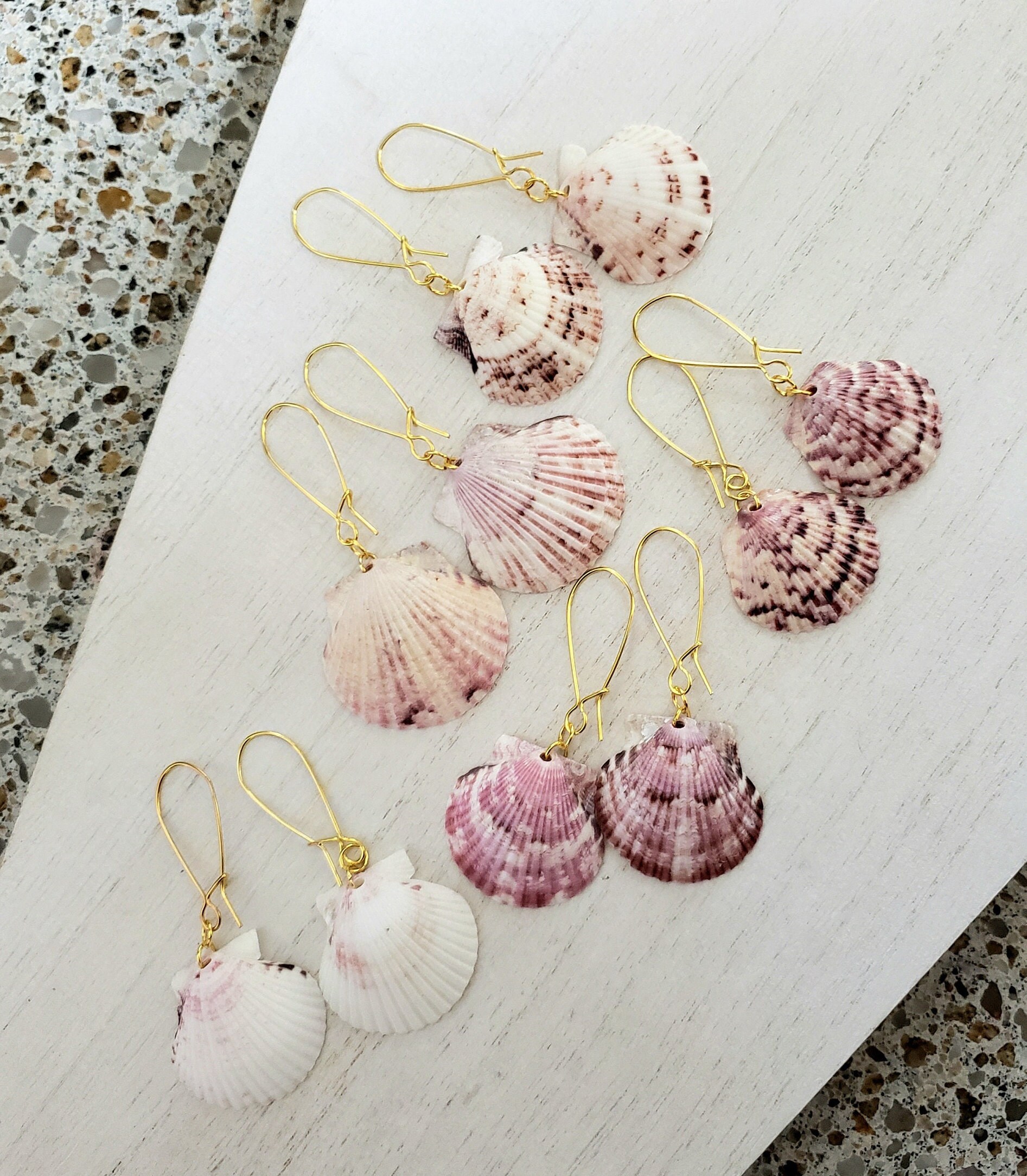 Real Natural Calico Pink Purple Florida Seashell Shell Scallop - Etsy