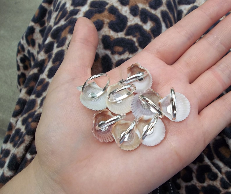 Real Natural Small Scallop Seashell Shell Ocean Mermaid Island | Etsy