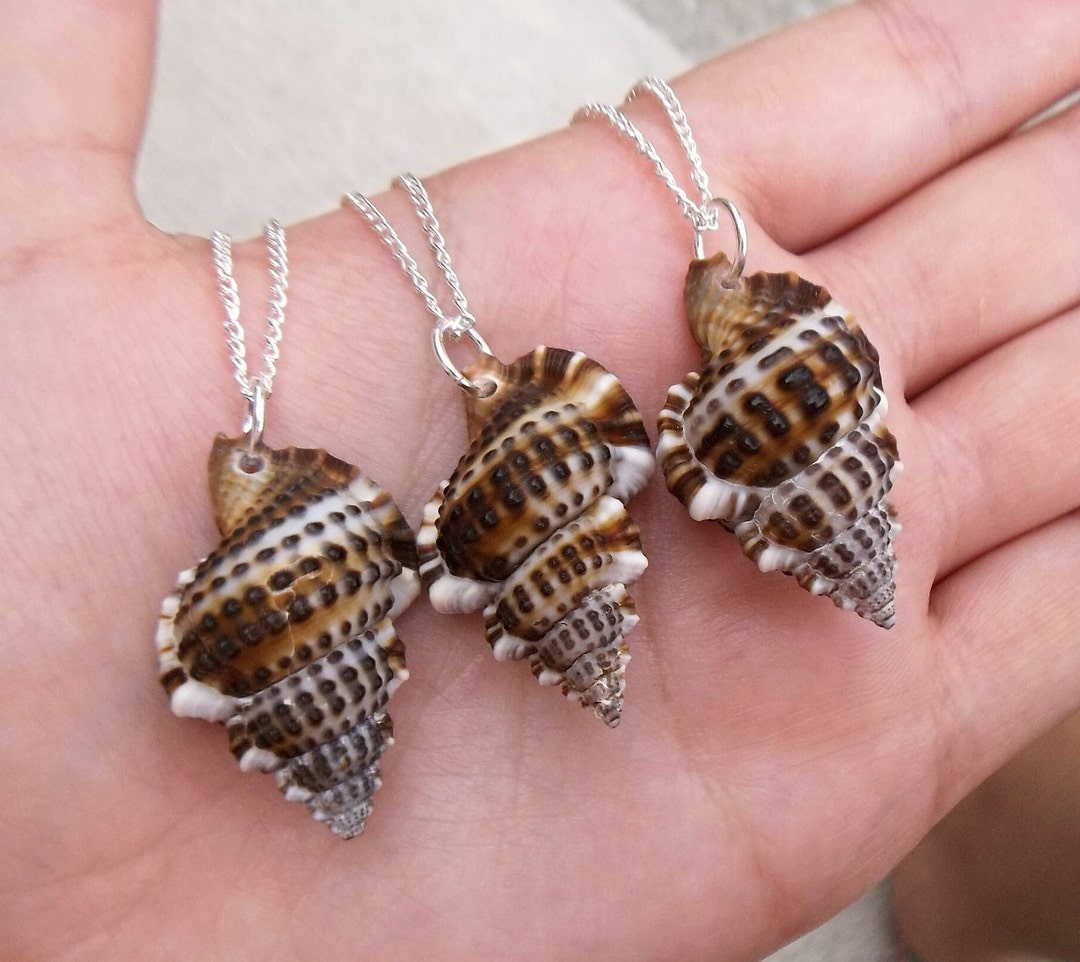 Real Natural Black Brown White Bumpy Conch Shell Seashell Ocean Beach ...