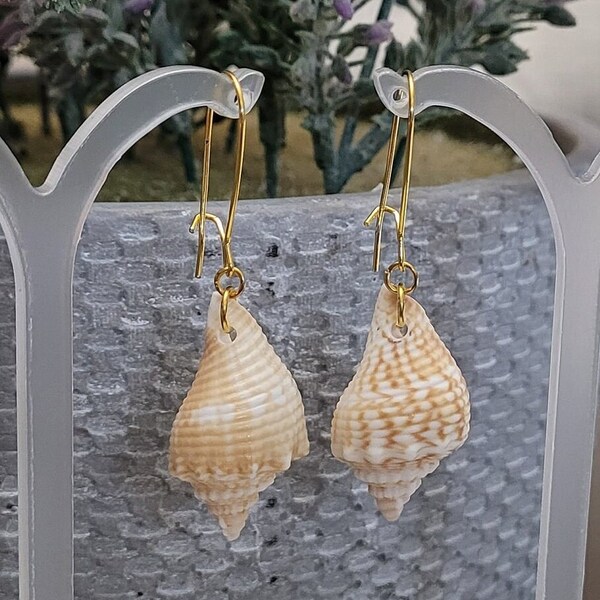 Real Seashell - Etsy