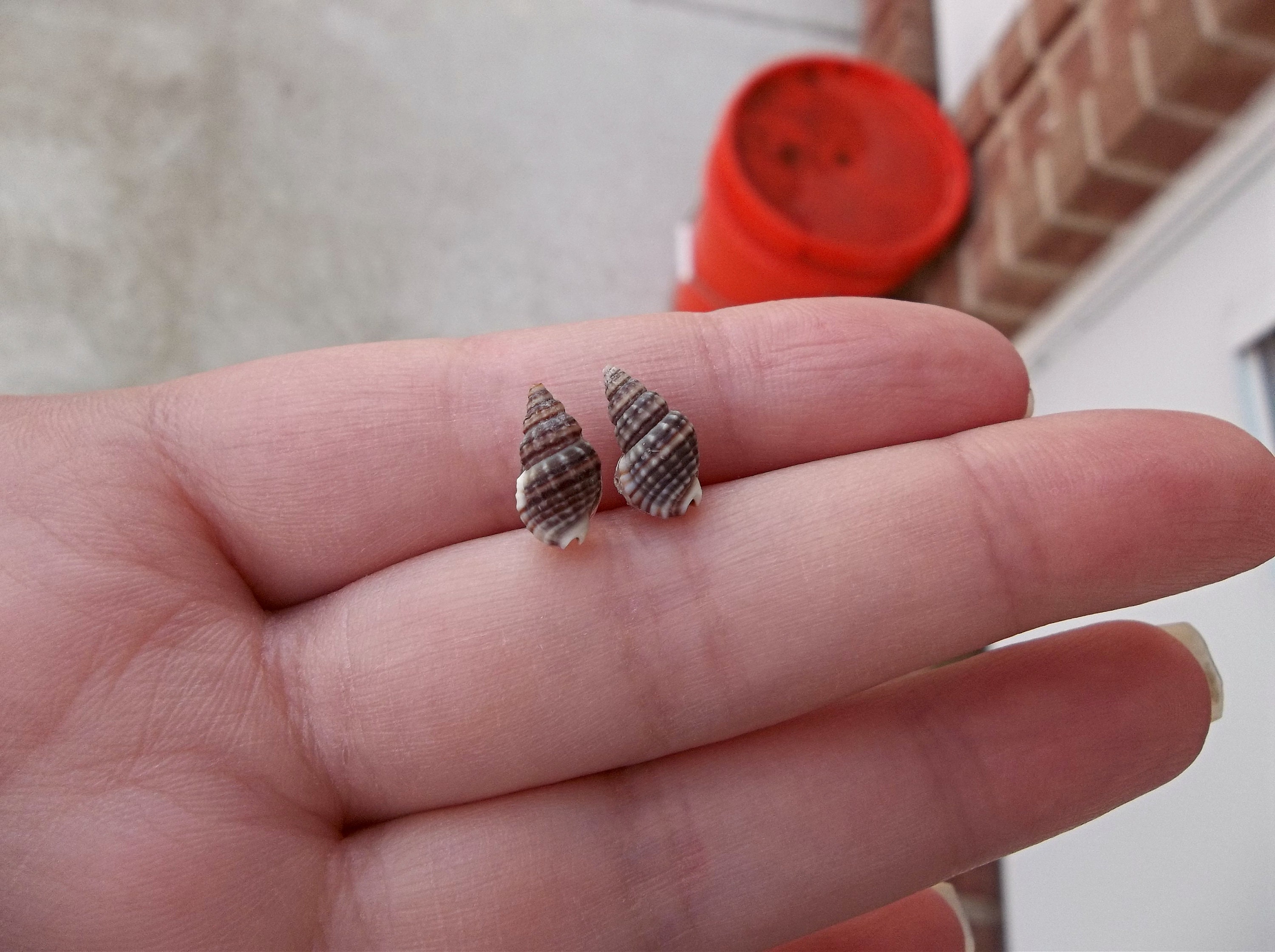 Real Natural Small Brown Conch Shell Seashell Ocean Beach | Etsy