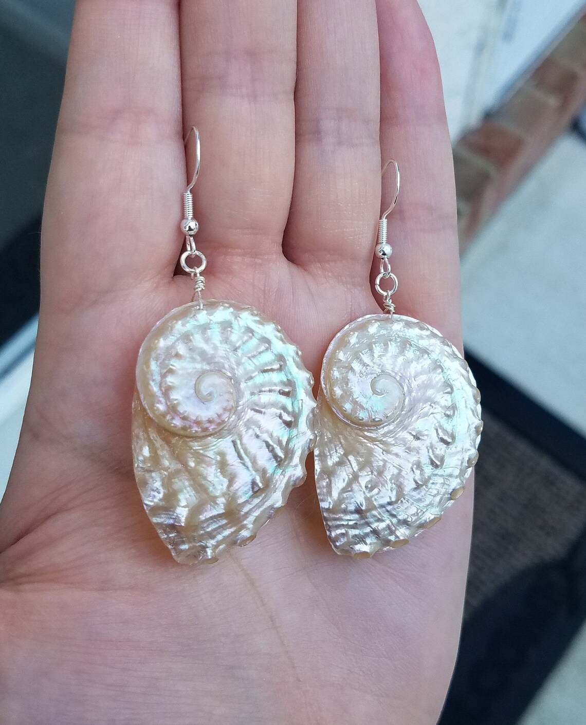Real Natural Pearlized Polished White Abalone Shell Seashell - Etsy