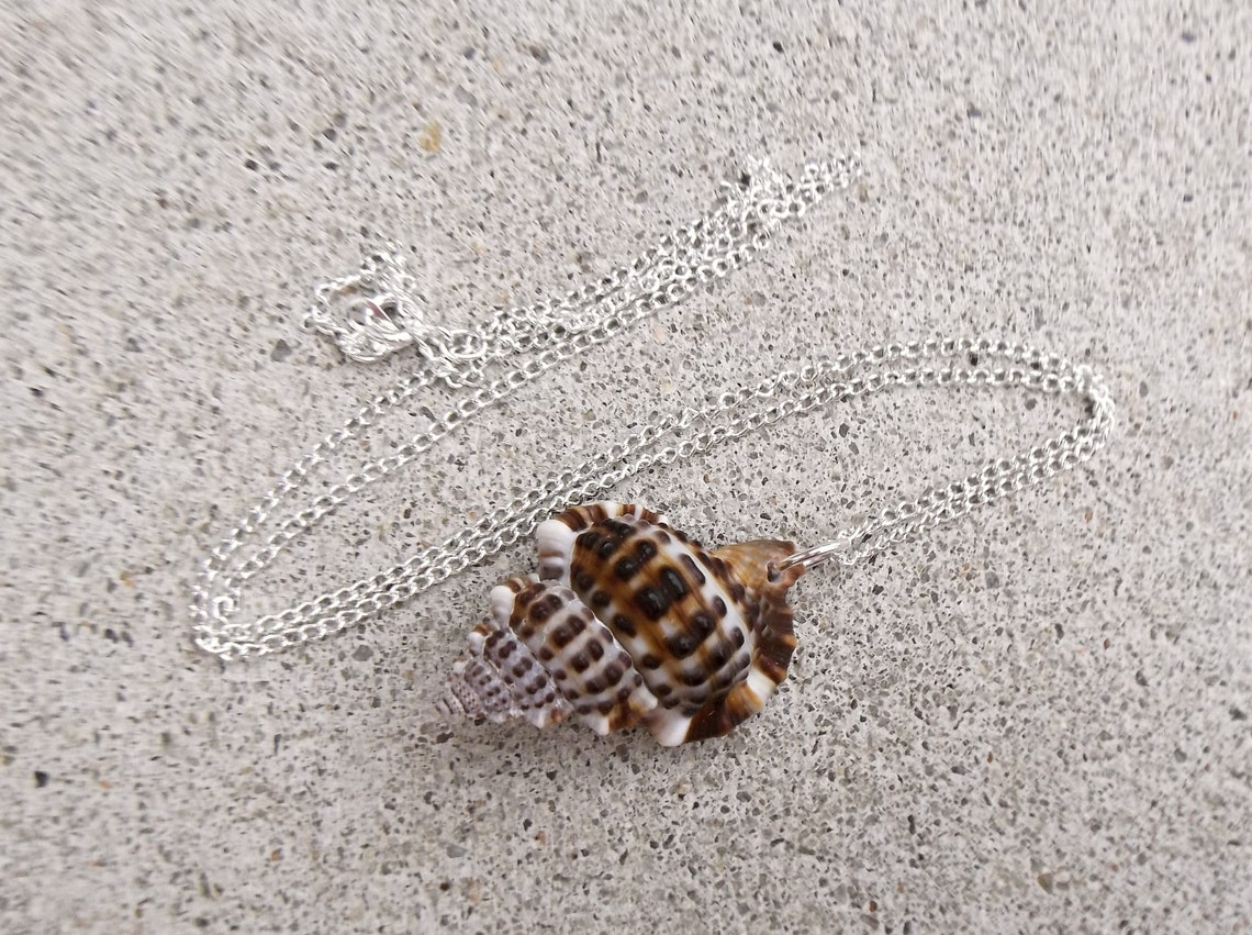 Real Natural Black Brown White Bumpy Conch Shell Seashell - Etsy