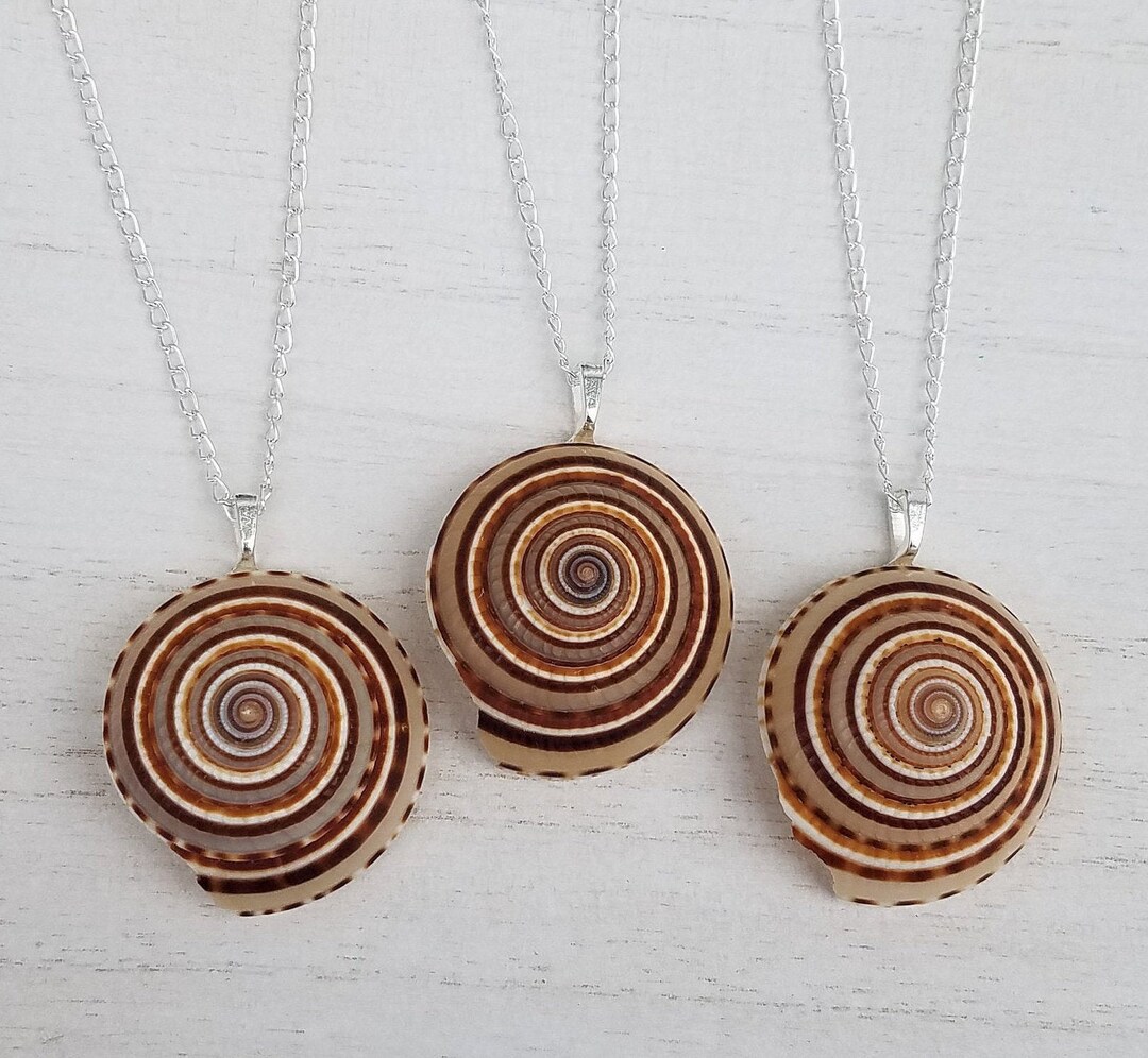 Real Natural Brown Sundial Shell Seashell Sun Dial Florida Beach Ocean ...