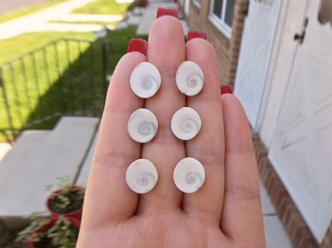 Real Natural White Unique Swirl Circle Shell Seashell Ocean | Etsy