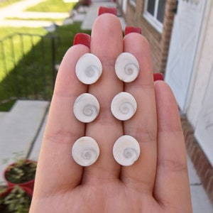 Real Natural White Unique Swirl Circle Shell Seashell Ocean | Etsy